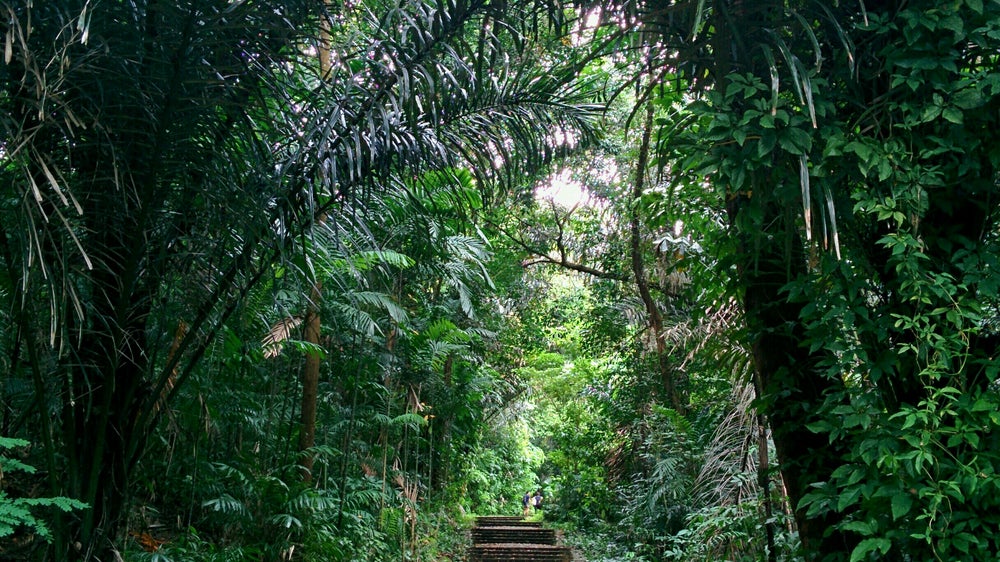 Marang Trail - Southern Ridges Walk, Singapore
