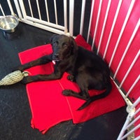 Downtown Dog Lounge - Interbay - 5 tips from 225 visitors