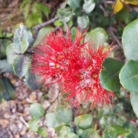 Kīlauea Iki Crater Trailhead - Volcano, HI