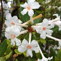 Akatsuka Orchid Gardens - Hawaii County, HI