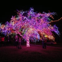 The Magic Tree - Other Great Outdoors in Village of Cherry Hill