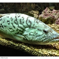Bermuda Aquarium, Museum and Zoo - Zoo