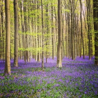Hallerbos - Forest in Halle