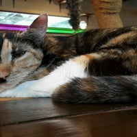 Blue Cat Cafe - East Cesar Chavez - Austin, TX