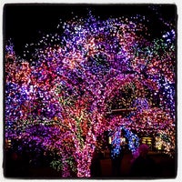 The Magic Tree - Other Great Outdoors in Village of Cherry Hill