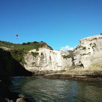 Muriwai Beach Gannet Colony