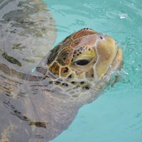 Bermuda Aquarium, Museum and Zoo - Zoo