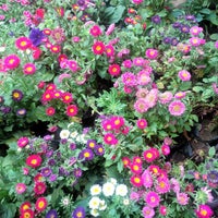 Cartimar Greenland Plants And Orchids - Garden Center in Pasay City ...