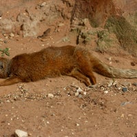 Yorkshire Wildlife Park - Zoo in Doncaster