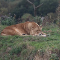 Yorkshire Wildlife Park - Zoo in Doncaster