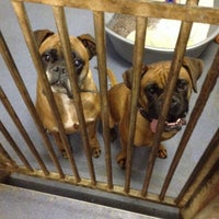 Dierenasiel De Leiestreek - Zwevegem, West-Vlaanderen