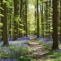 Hallerbos - Forest in Halle