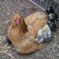 Horsterpark - Park in Duiven