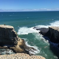 Muriwai Beach Gannet Colony