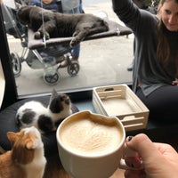 Crazy Cat Cafe - Centrale - 38 tips from 626 visitors