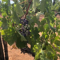 Vena Cava Vinícola - Rancho San Marcos, Toros Pintos, Valle de Guadalupe