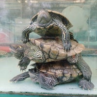 The Live Turtle & Tortoise Museum