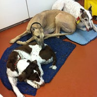 Downtown Dog Lounge - Interbay - 5 tips from 225 visitors