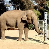 Elephant Odyssey - Balboa Park - San Diego, CA