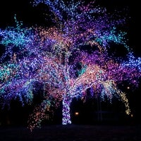 The Magic Tree - Other Great Outdoors in Village of Cherry Hill