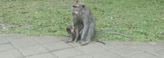 Sacred Monkey Forest Sanctuary - 303 tips