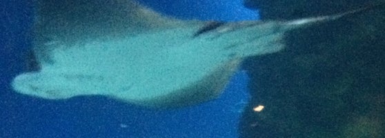 Sea Life London Aquarium - Waterloo - 117 tips