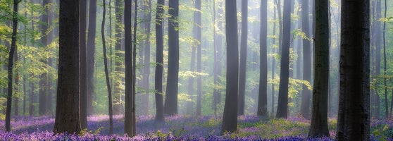Hallerbos - Forest in Halle