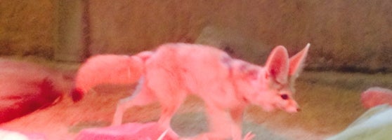 Zoo de La Flèche - D104