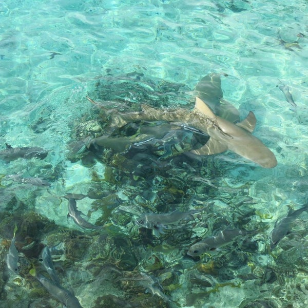 Exuma Island - 1 tip