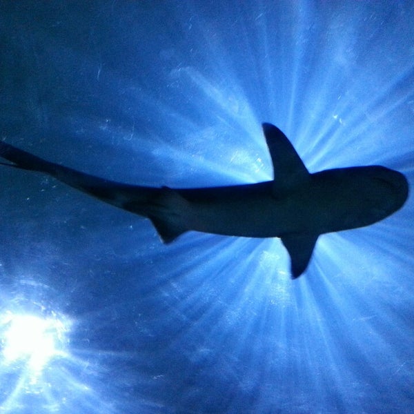 Living Planet Aquarium - Aquarium