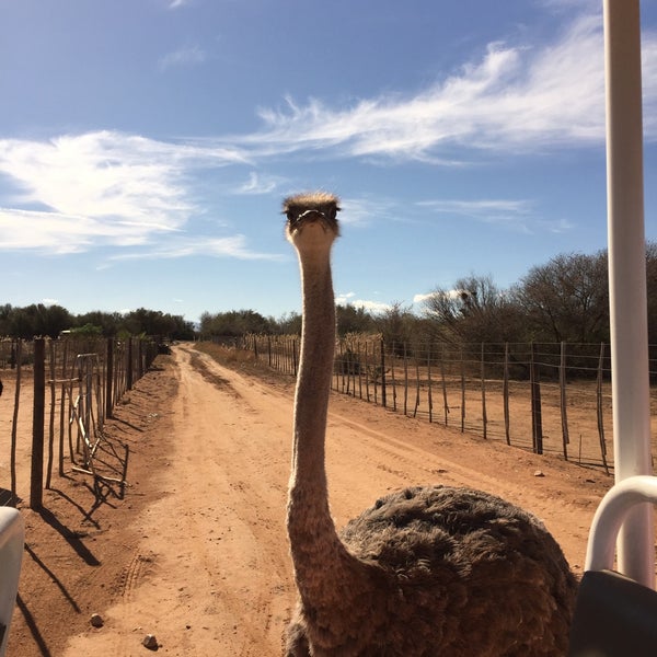 Safari Ostrich Show Farm - 7 tips from 267 visitors