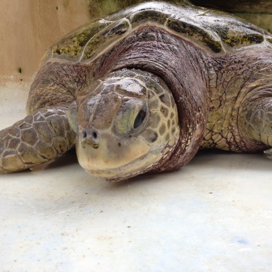 Bermuda Aquarium, Museum and Zoo - Zoo