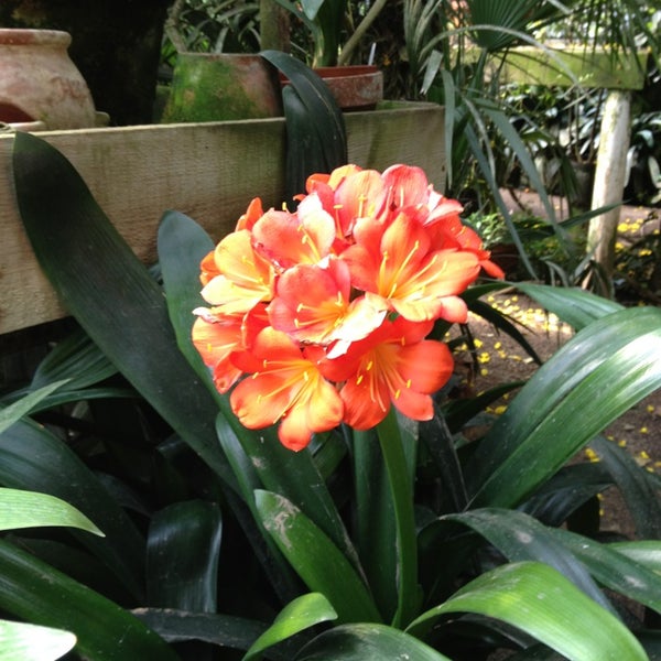 Logee's Nursery - Garden in Danielson