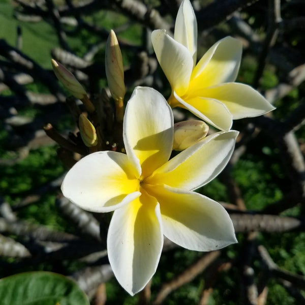 Kapa'a - 5 tips from 855 visitors