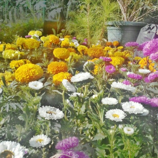 Cartimar Greenland Plants And Orchids - Garden Center in Pasay City ...