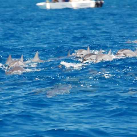 Tamarin Bay - Surf Spot
