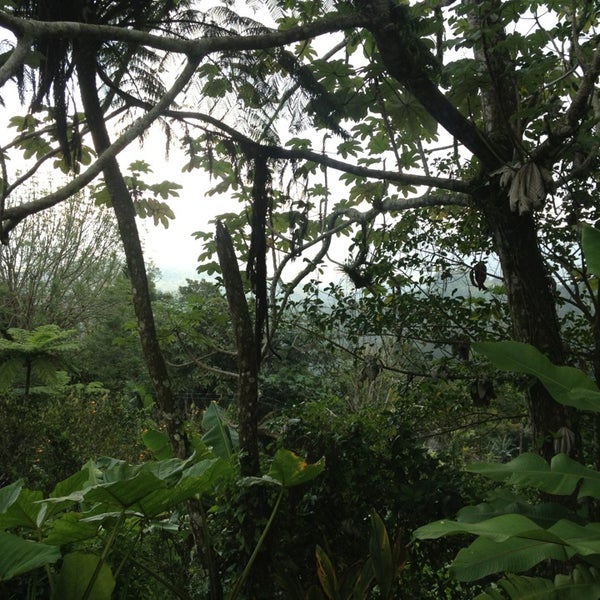 Bosque Guilarte - 1 tip