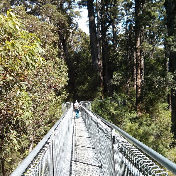 Valley Of The Giants Tree Top Walk - Bridge