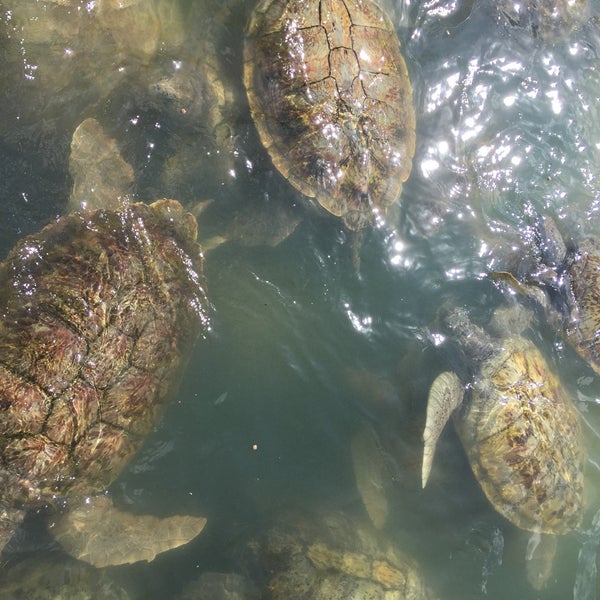 Cayman Turtle Farm - Farm