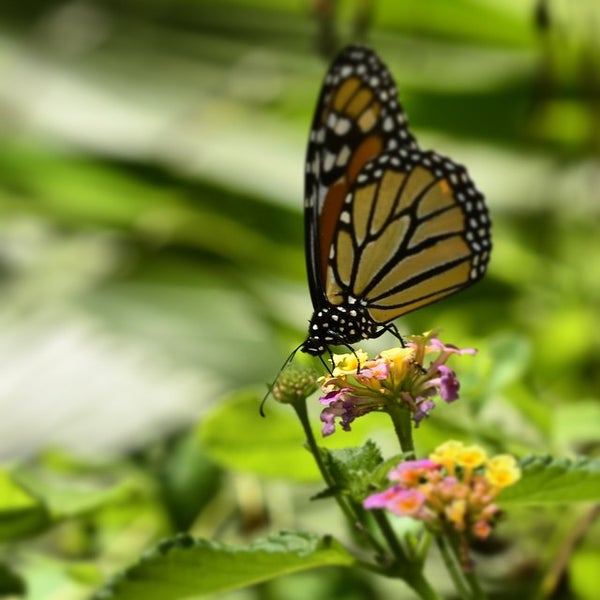 Mercer Arboretum & Botanic Gardens - Garden in Humble
