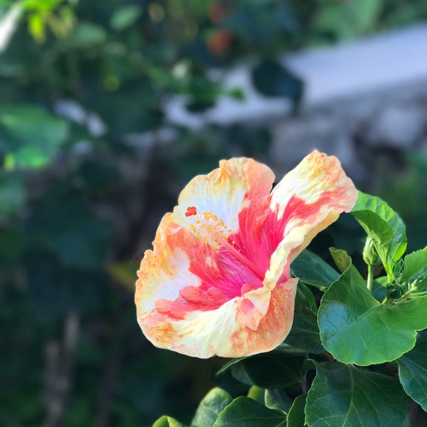 Hukilau Marketplace - Shopping Mall in Hau‘ula