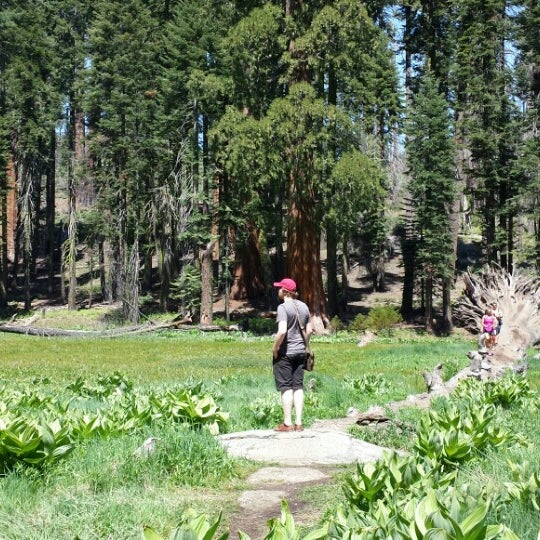 Giant Trees Meadow - Three Rivers, CA
