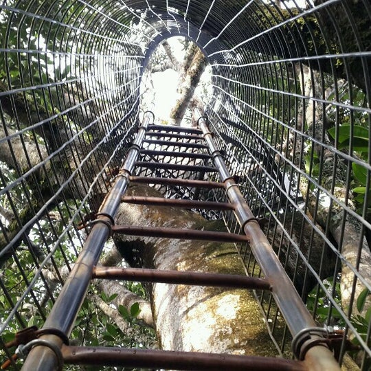O'Reilly's Tree Top Walk - Trail