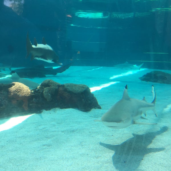 Shark Lagoon - Downtown Long Beach - 3 tips