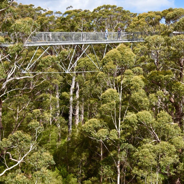 Valley Of The Giants Tree Top Walk - Bridge