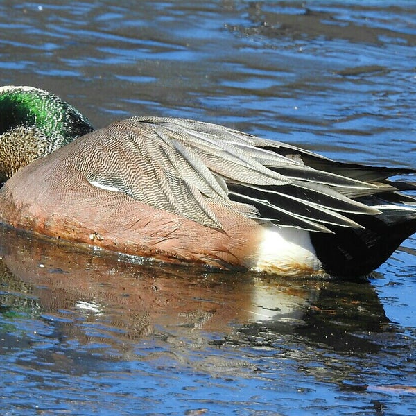 Peterkin Park - 2 tips