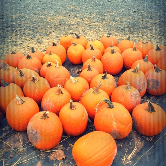 Homestead Farm - Farm