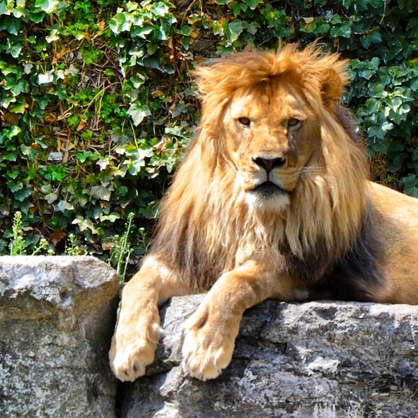 Buffalo Zoo - Zoo in Delaware Park