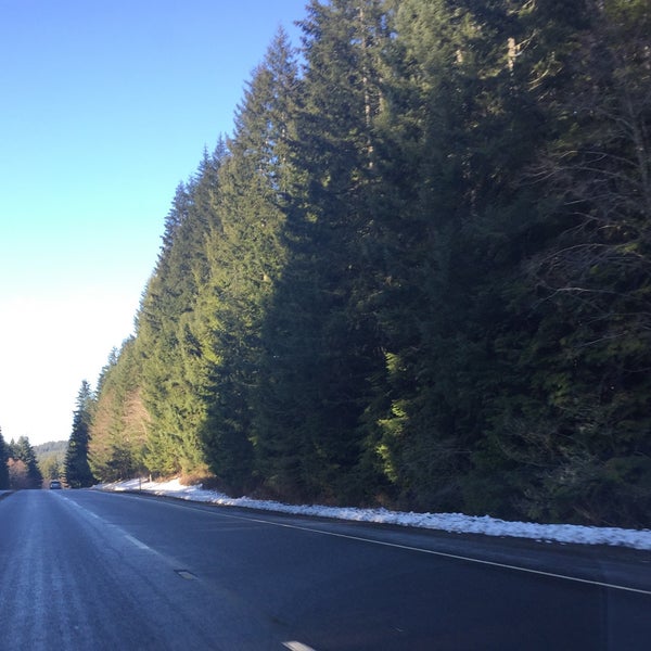 Tillamook State Forest - Forest