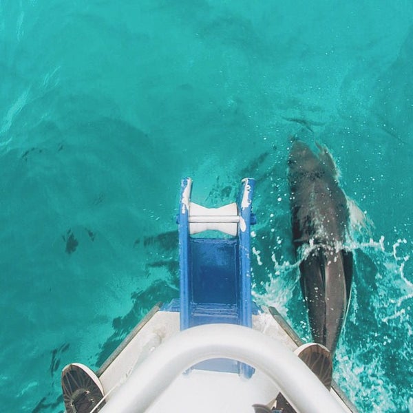 Dolphins Encounters - Other Great Outdoors in Kaikoura